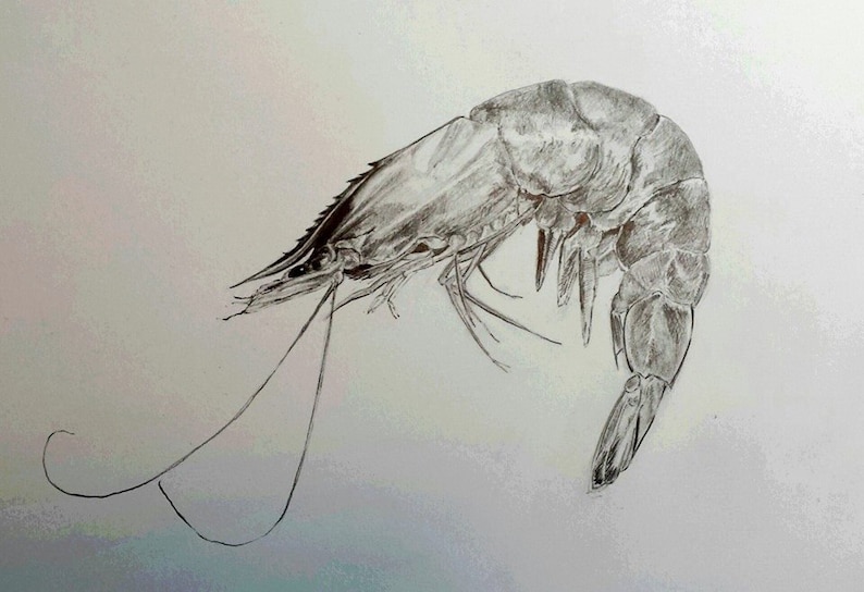Prawn Art. Giclee Print of an Original Watercolour Painting. | Etsy