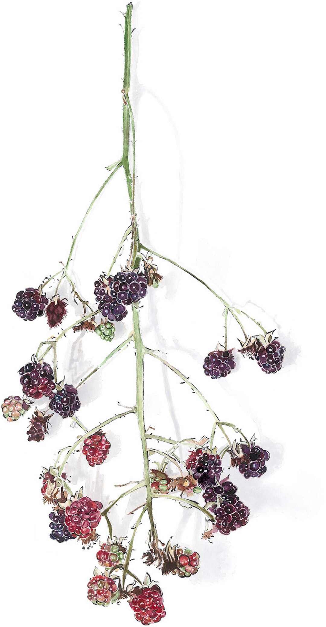 Blackberry Card, Sprig of Blackberries Birthday Card, Gardener / Food ...