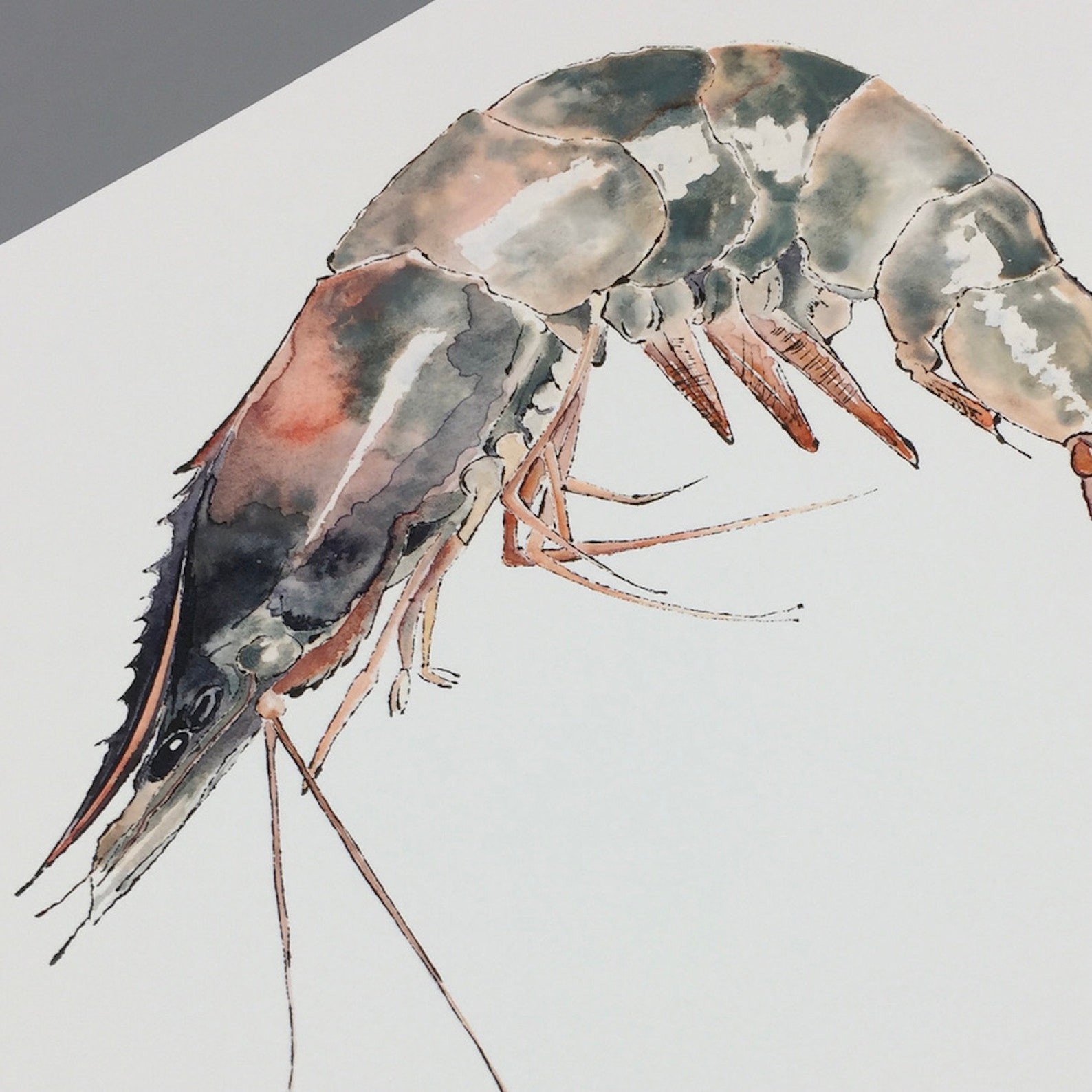 Prawn Print, Kitchen Wall Art, British Seafood Poster, Watercolour ...