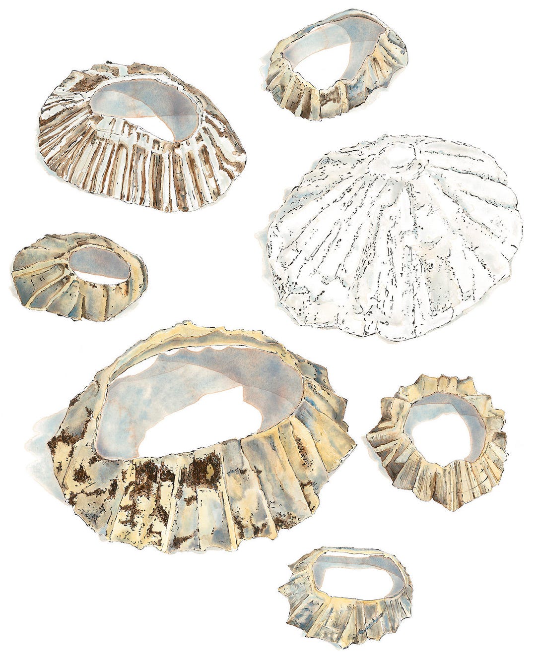 Watercolor Limpet Shells Print: Coastal Beach House Decor (A4) - Etsy