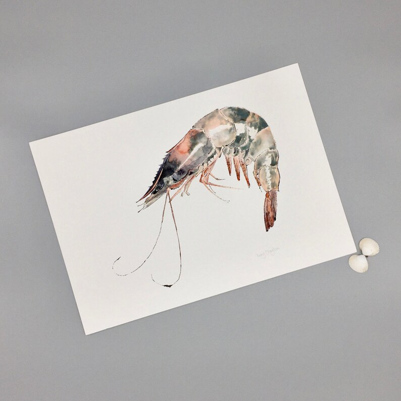 Prawn Print, Kitchen Wall Art, British Seafood Poster, Watercolour ...