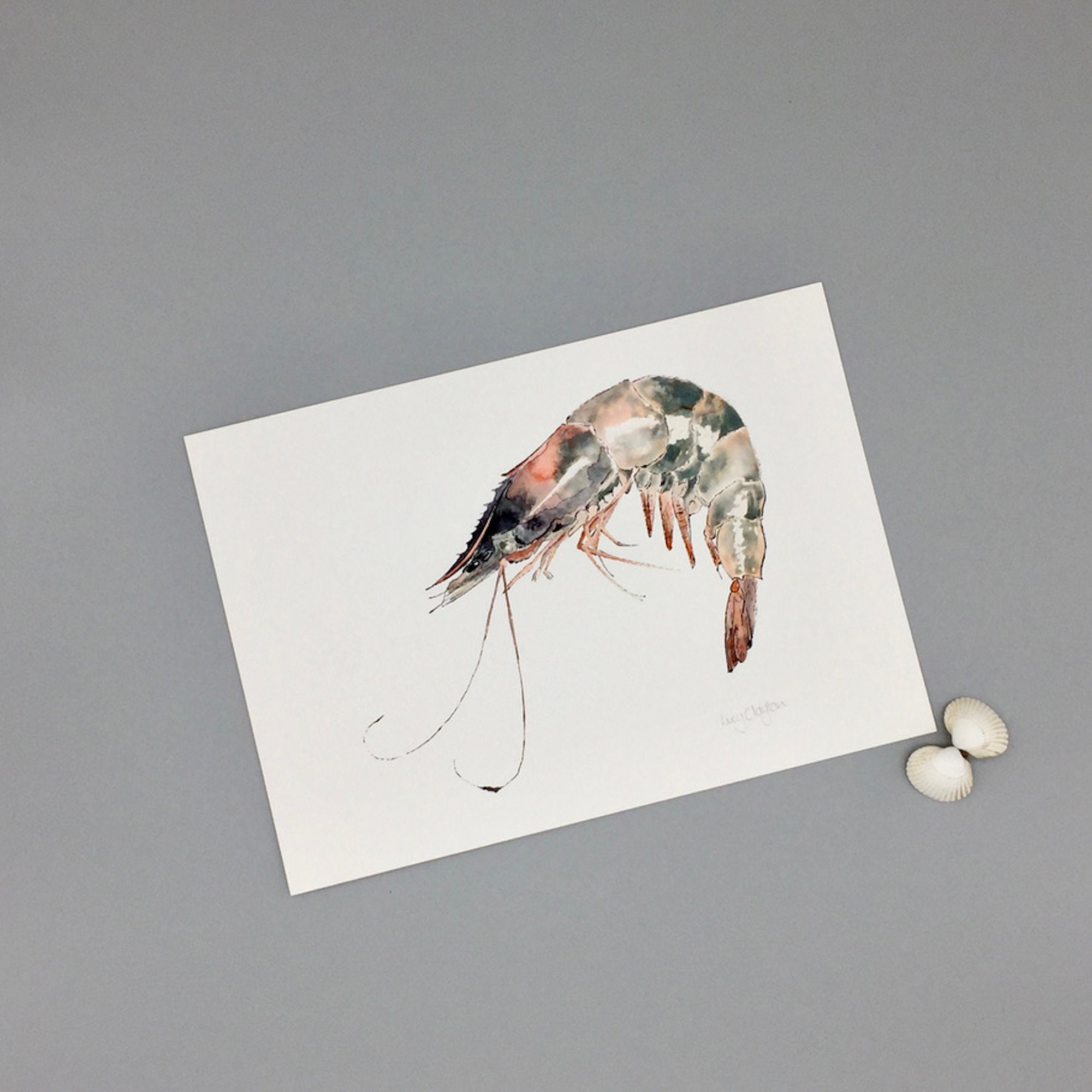 Prawn Art. Giclee Print of an Original Watercolour Painting. Shrimp ...
