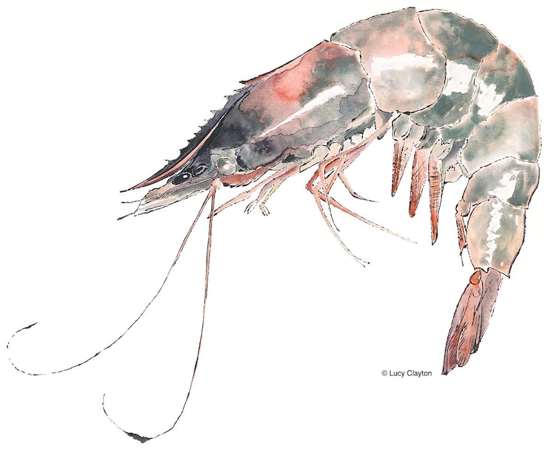 Prawn Art. Giclee Print of an Original Watercolour Painting. Shrimp ...