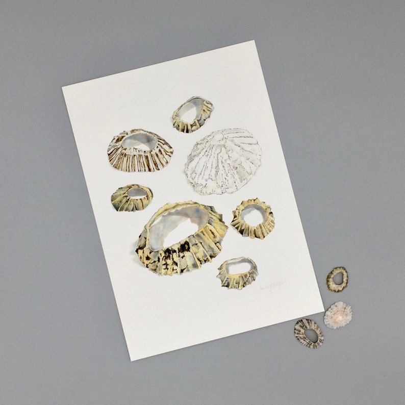 Watercolor Limpet Shells Print: Coastal Beach House Decor (A4) - Etsy