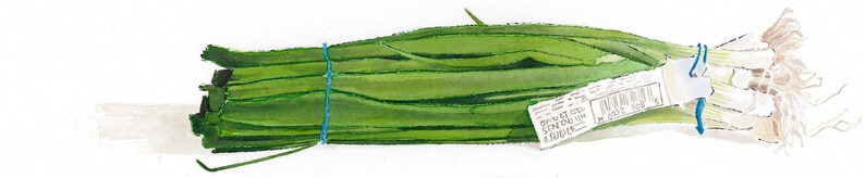 Spring Onions. A4 Kitchen Print. Food Illustration. Salad Vegetable ...