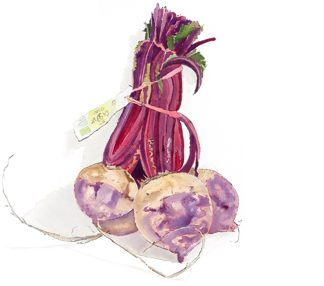 Purple Beetroot Blank Greetings Card. Root Vegetable Illustration. Gift ...