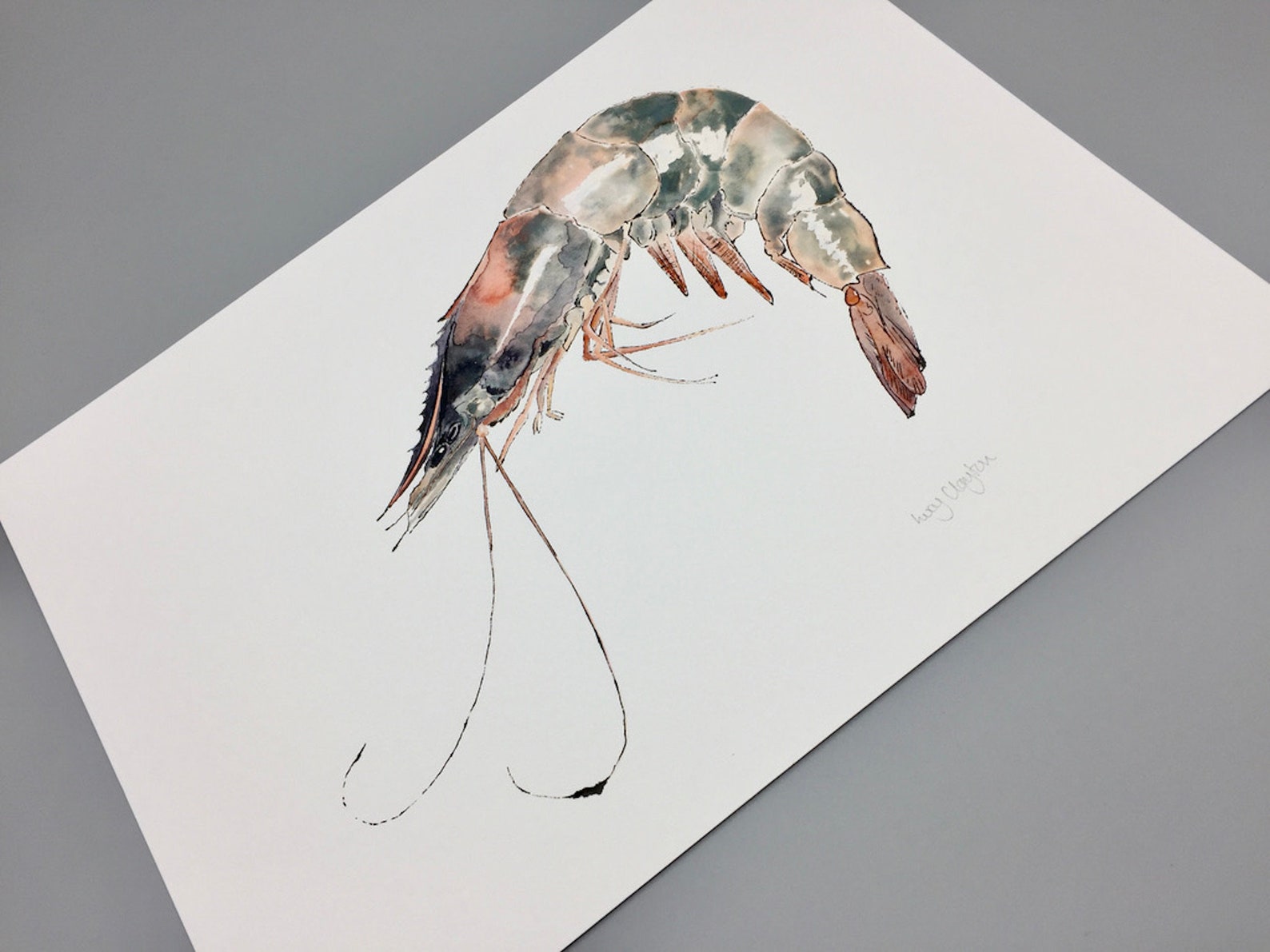 Prawn Print, Kitchen Wall Art, British Seafood Poster, Watercolour ...