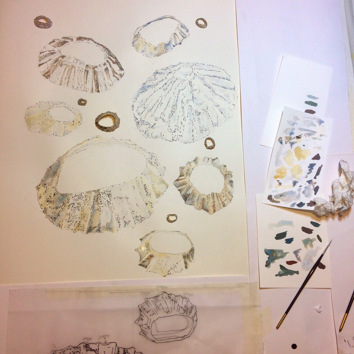 Watercolor Limpet Shells Print: Coastal Beach House Decor (A4) - Etsy