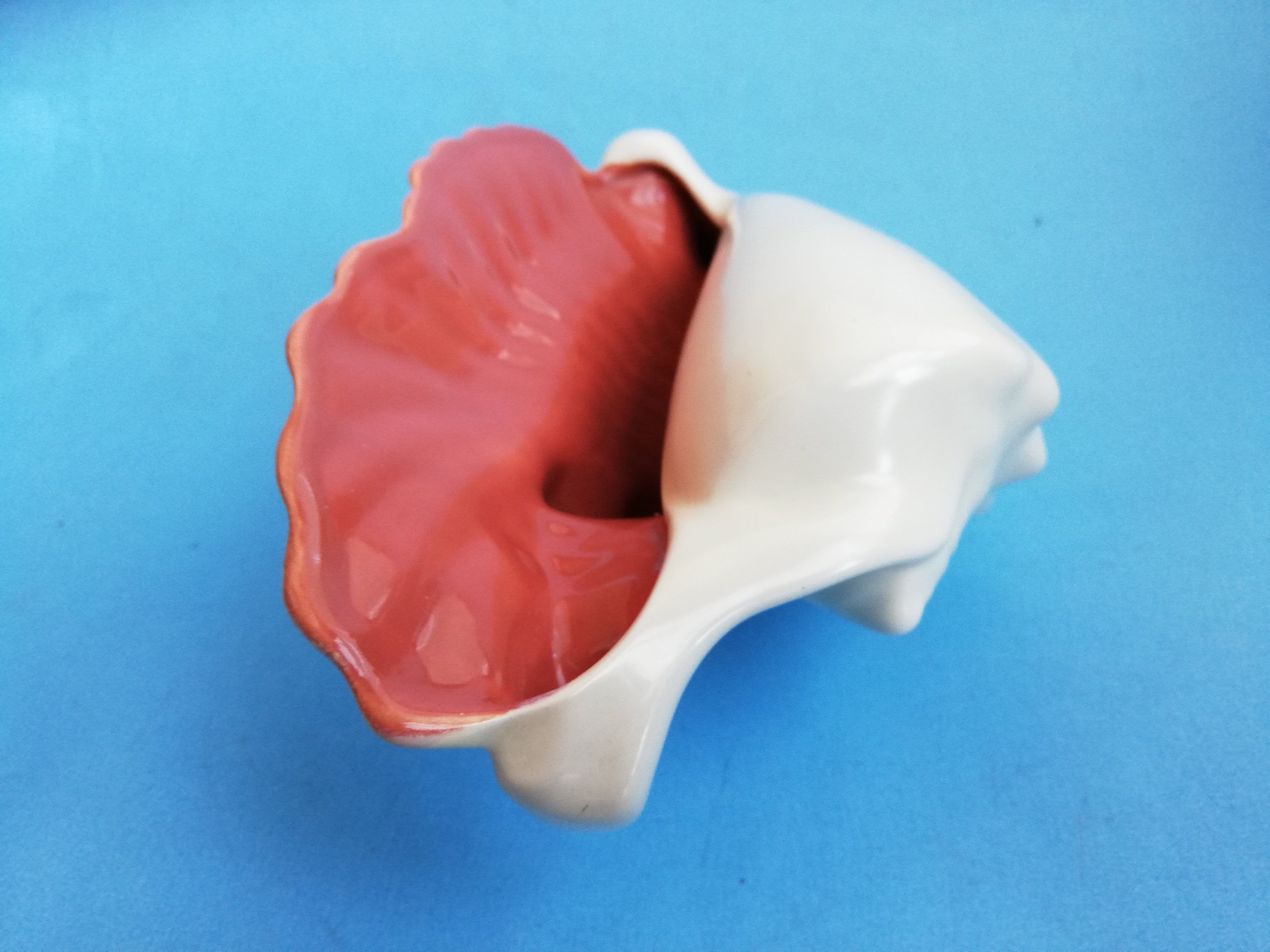 Poole Pottery Conch Shell C96 White and Red Indian Pre 1966 - Etsy Hong ...