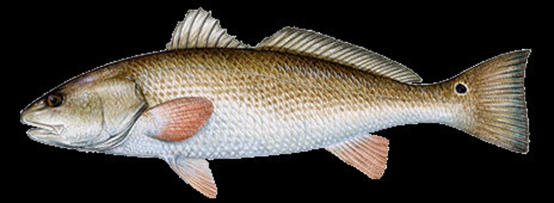 3D STL File for CNC - Red Fish - Etsy