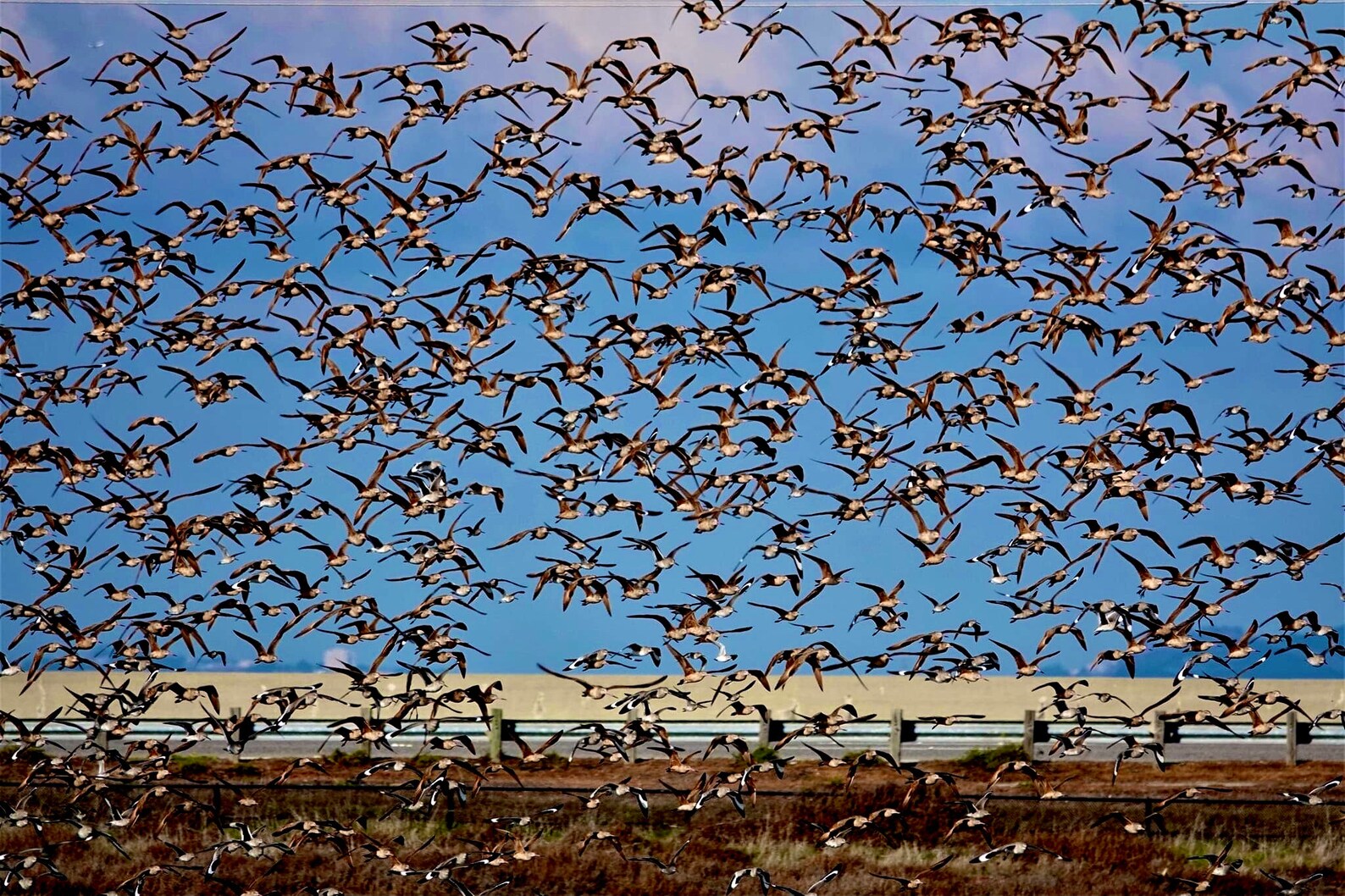 Frantic Flight - Etsy