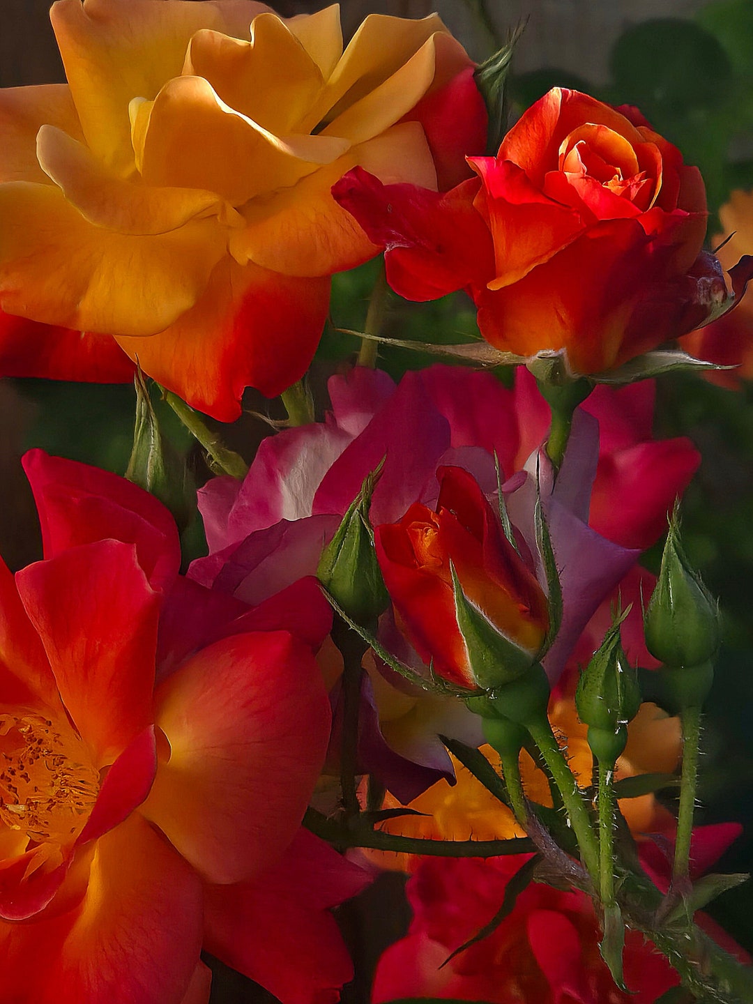 A Rose is a Rose... - Etsy