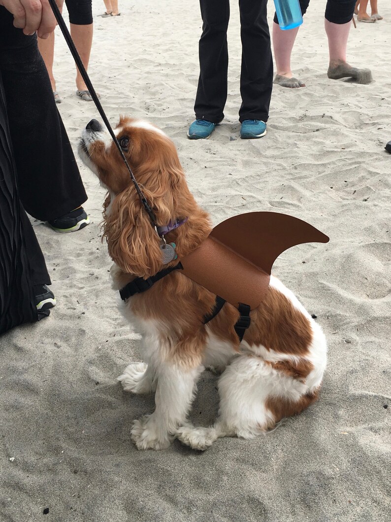 MEDIUM Shark Fin for your Dog. Shark fin dog costume. | Etsy