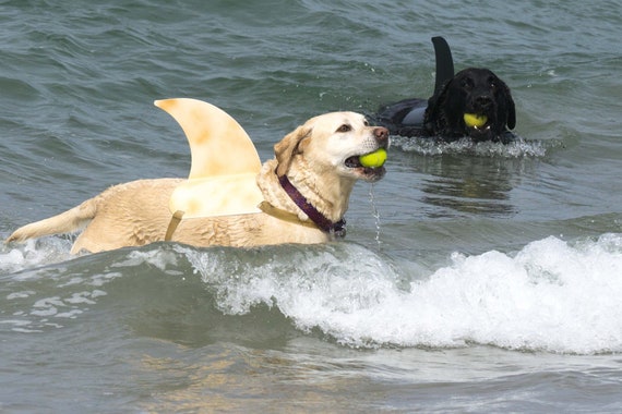 Shark Fin Costume For Dogs