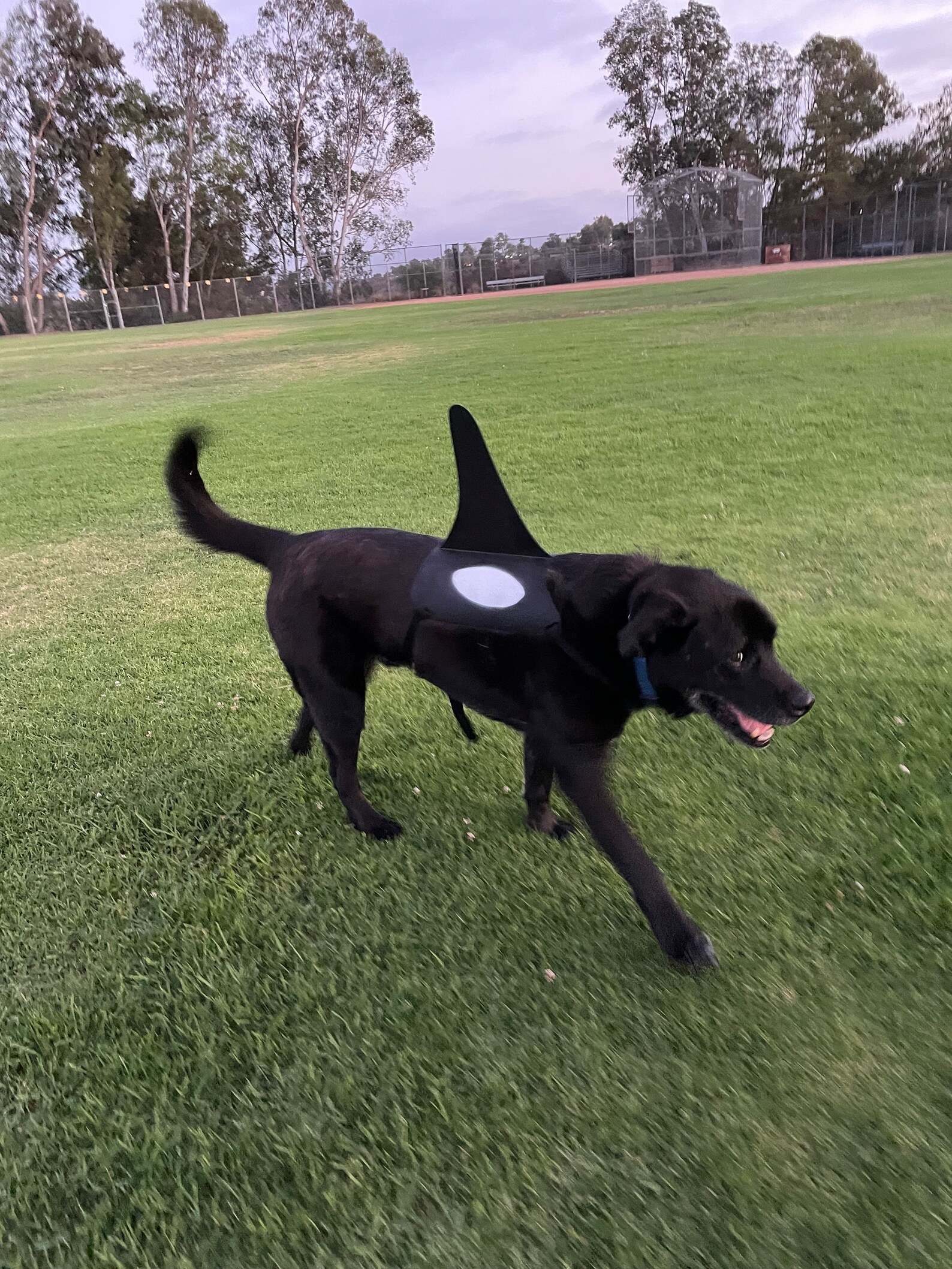 ORCA Fin for Your Large Dog Killer Whale Fin for Your Large - Etsy