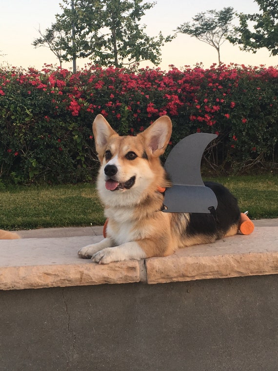 Shark Fin Costume For Dogs