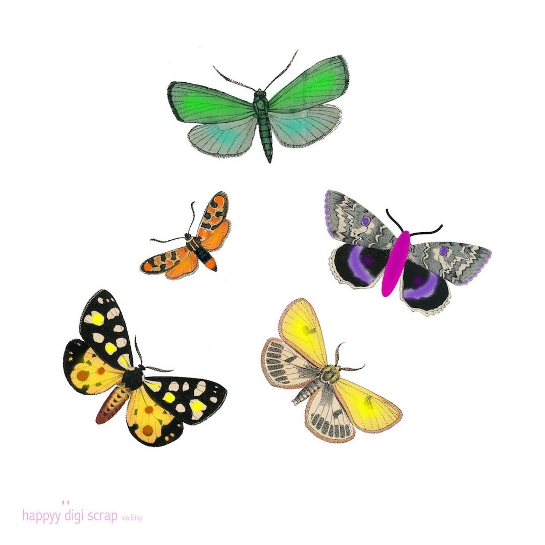 Digital Butterfly Clip Art Set - Instant Download - 5 Butterfly Png ...