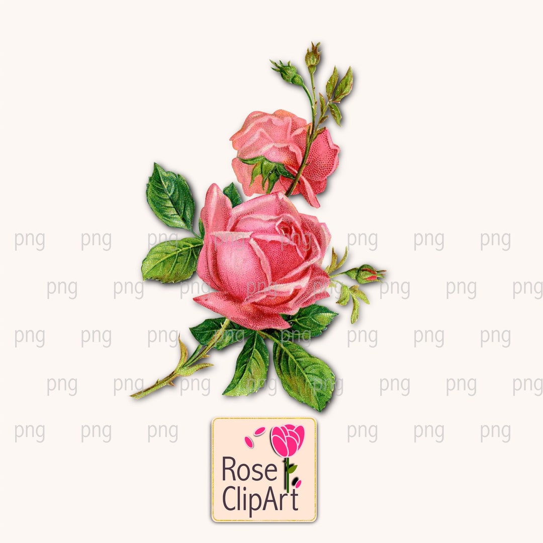 Pink Rose Clipart Commercial Use Allowed Instant Download Vintage Rose ...