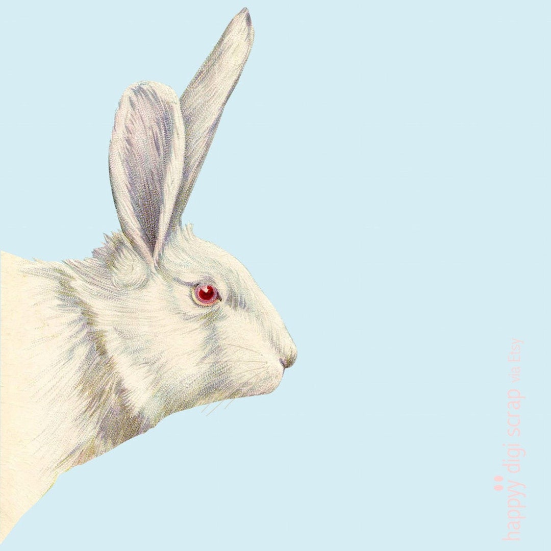 Digital White Bunny Png With Transparent Background - Vintage Clip Art ...