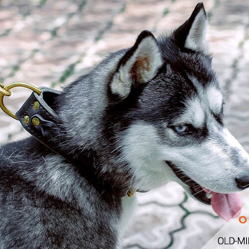 Are Siberian Husky Protective