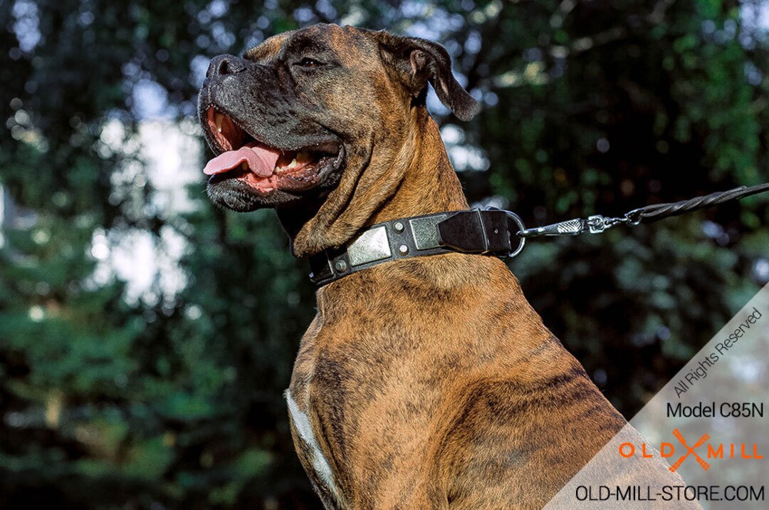 Boxer Collar With Nickel Plated Plates and Studs model - Etsy