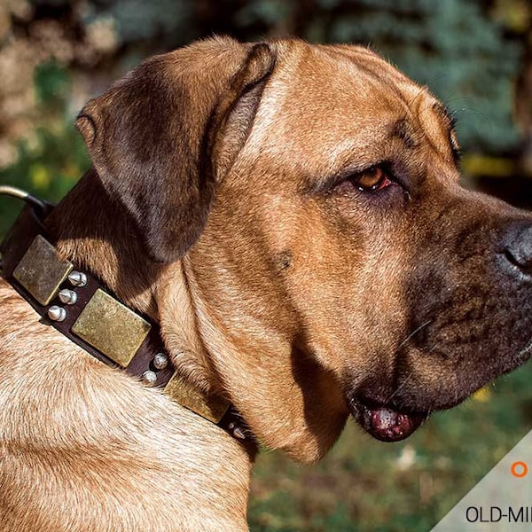 Cane Corso Dog Collar - Etsy