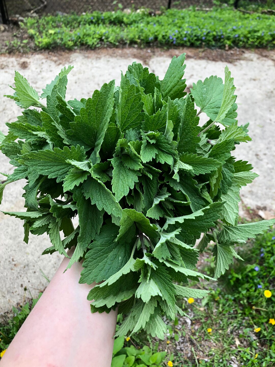 Catnip Herbal Tincture (nepeta Cataria) // Wildcrafted Botanical Plant ...