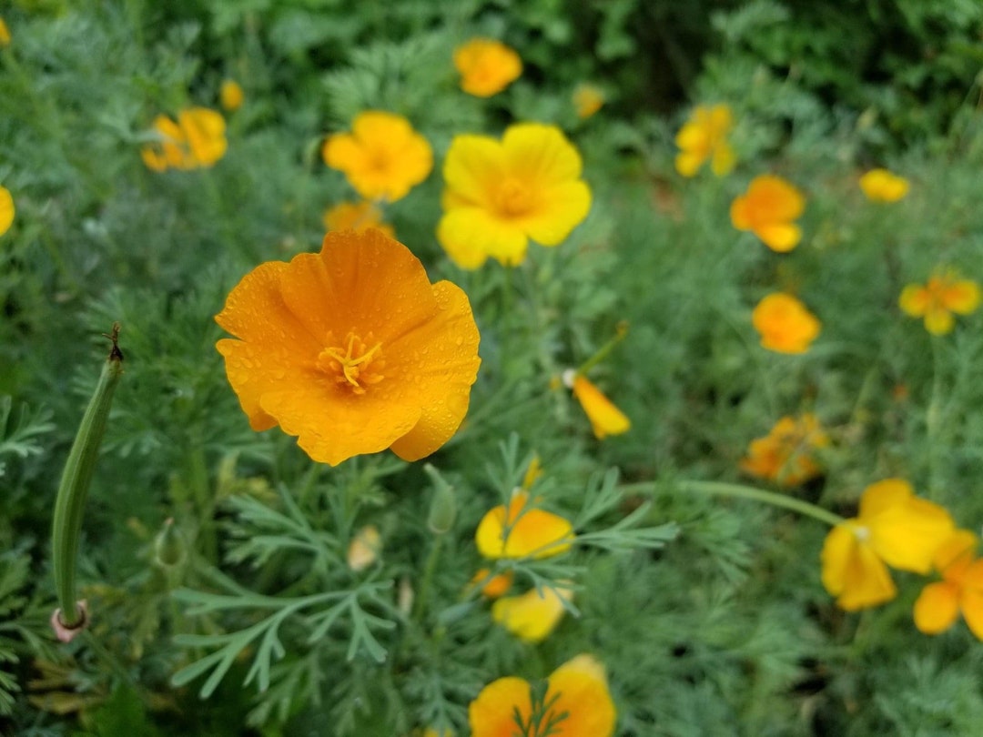 California Poppy Herbal Tincture (eschscholzia Californica ...