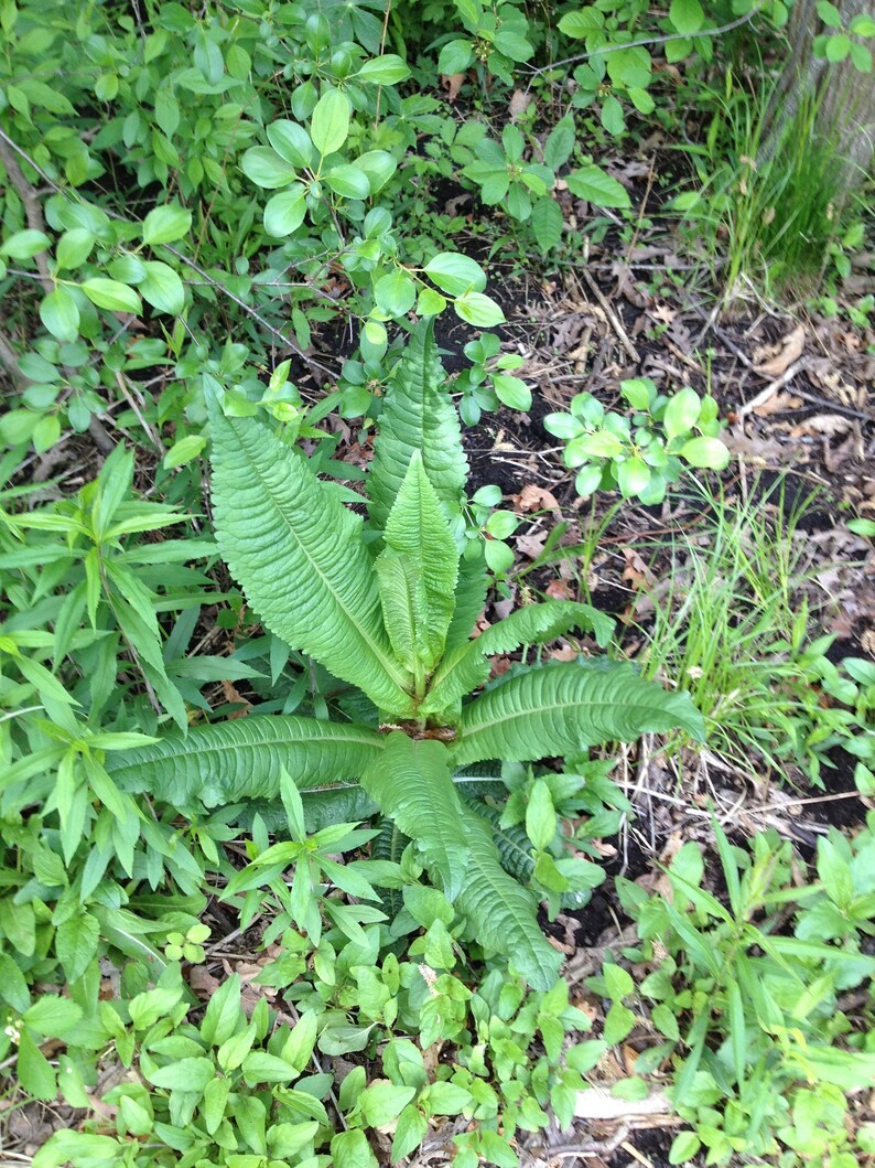 Teasel Root Herbal Tincture dipsacus Fullonum // Organically - Etsy