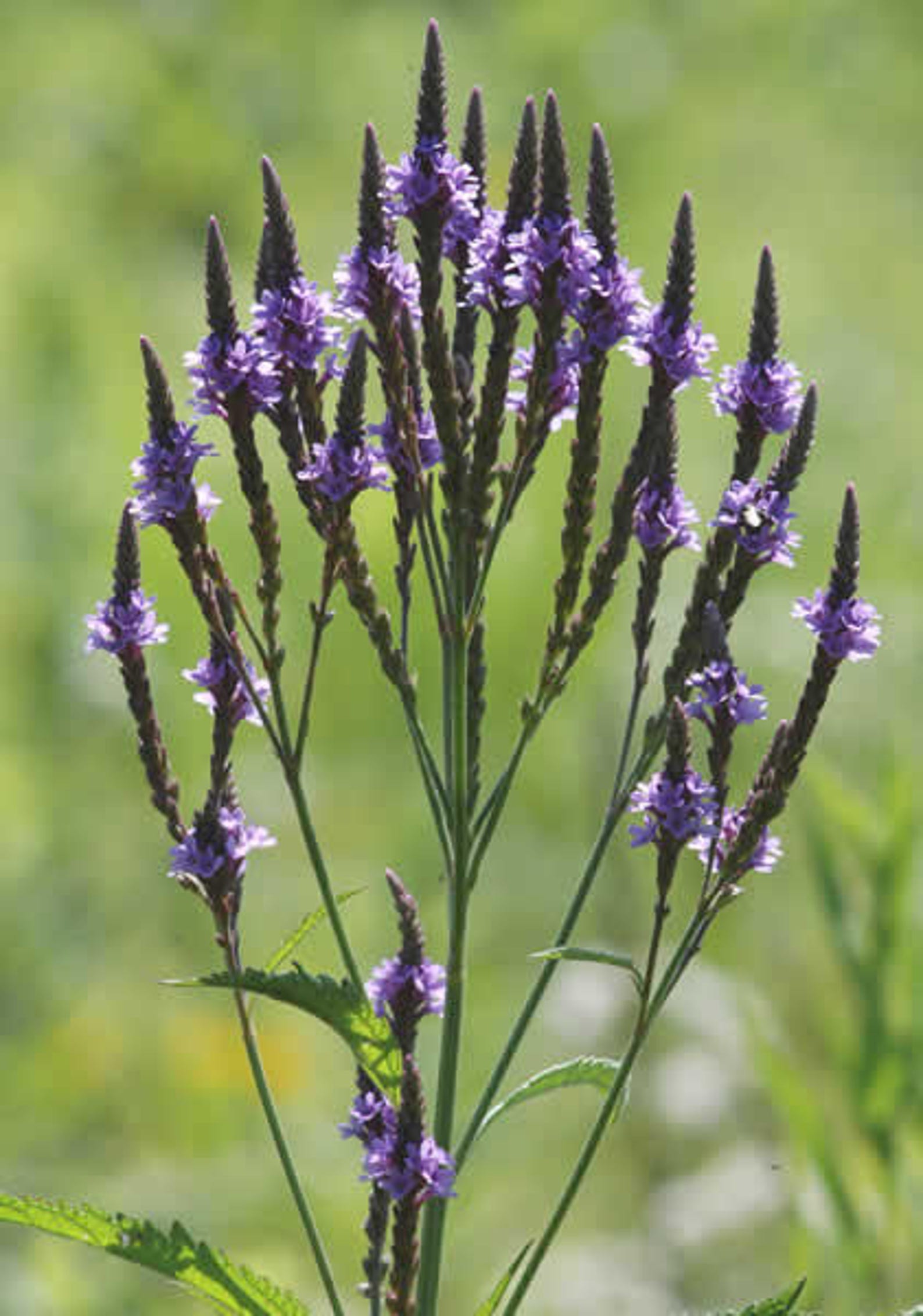 Blue Vervain Herbal Tincture verbena Hastata // Wildcrafted | Etsy