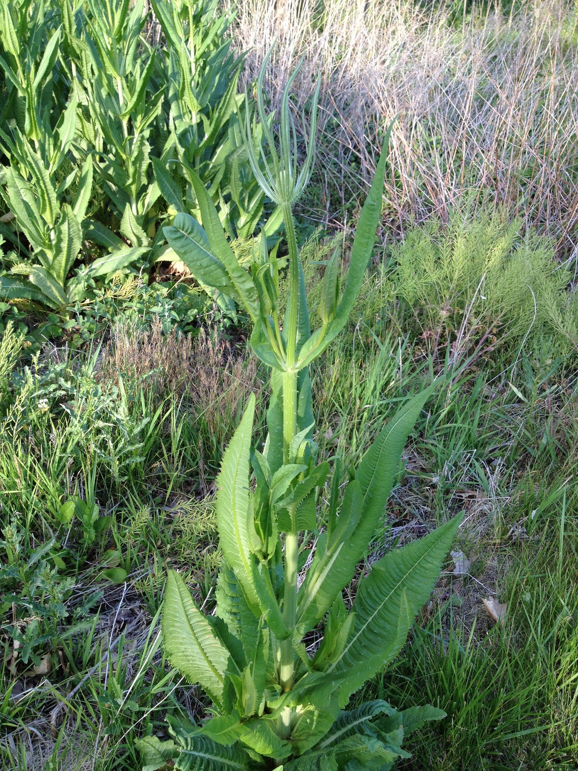 Teasel Root Herbal Tincture dipsacus Fullonum // Organically - Etsy