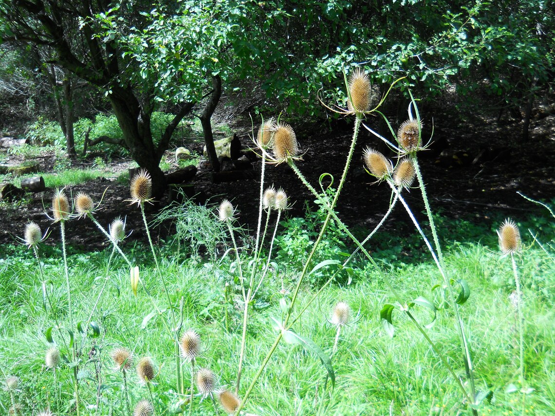 Teasel Root Herbal Tincture Dipsacus fullonum // Organically | Etsy