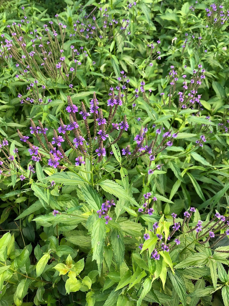Blue Vervain Herbal Tincture verbena Hastata // Wildcrafted | Etsy