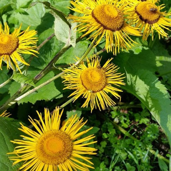 Herbal Botanical - Etsy