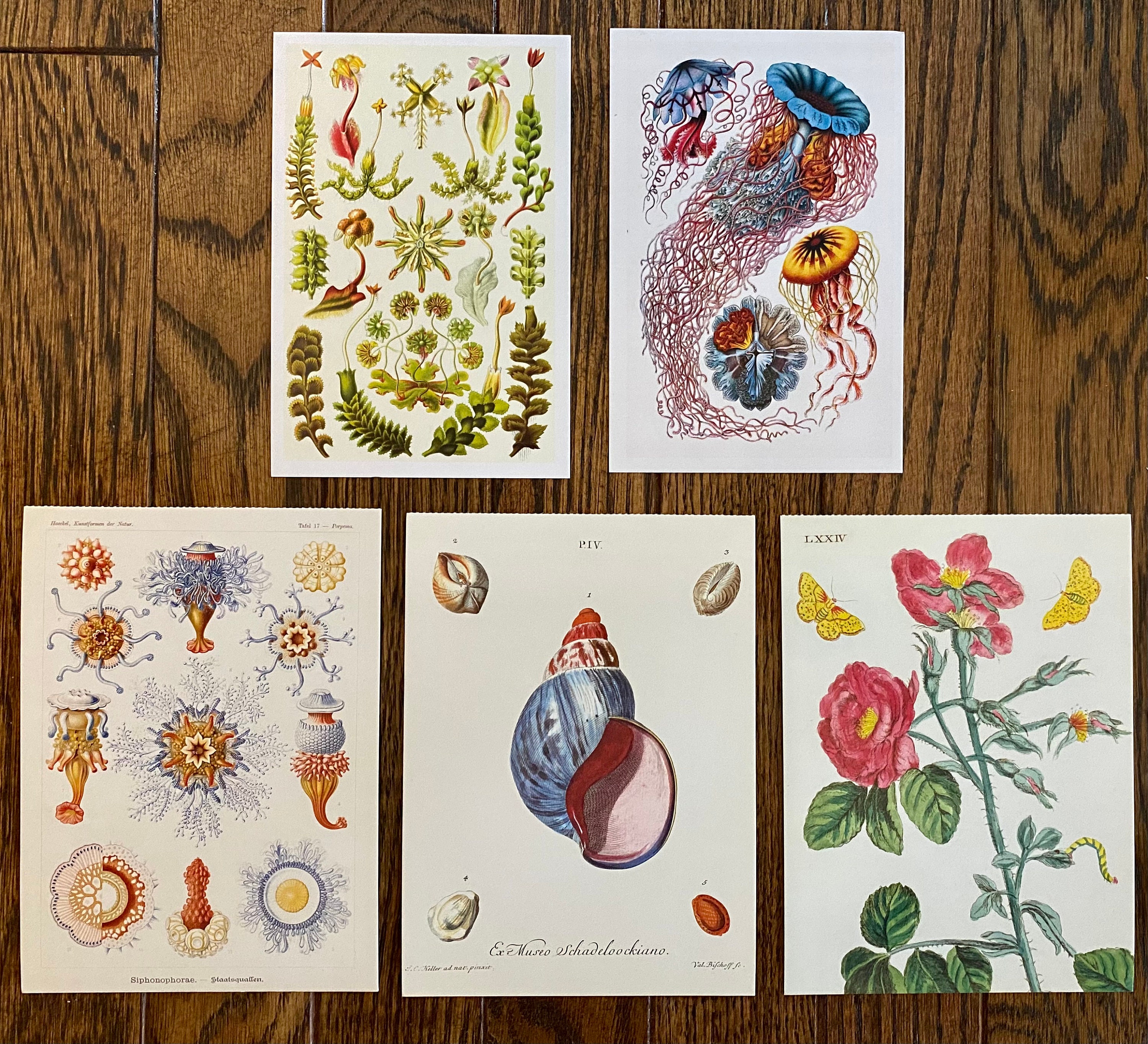 Assorted Creatures Shells and Floral Postcards - Etsy