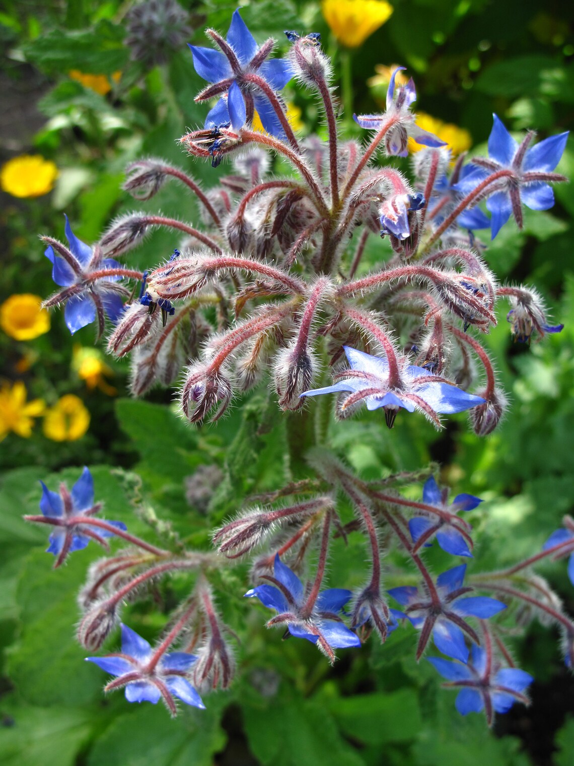 Blue Borage borago Officinalis Organic Herb & Flower Seeds - Etsy Canada