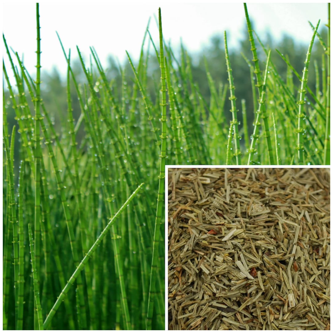 Horsetail (shavegrass) , Soap Making Supplies, Herbal Extracts ...
