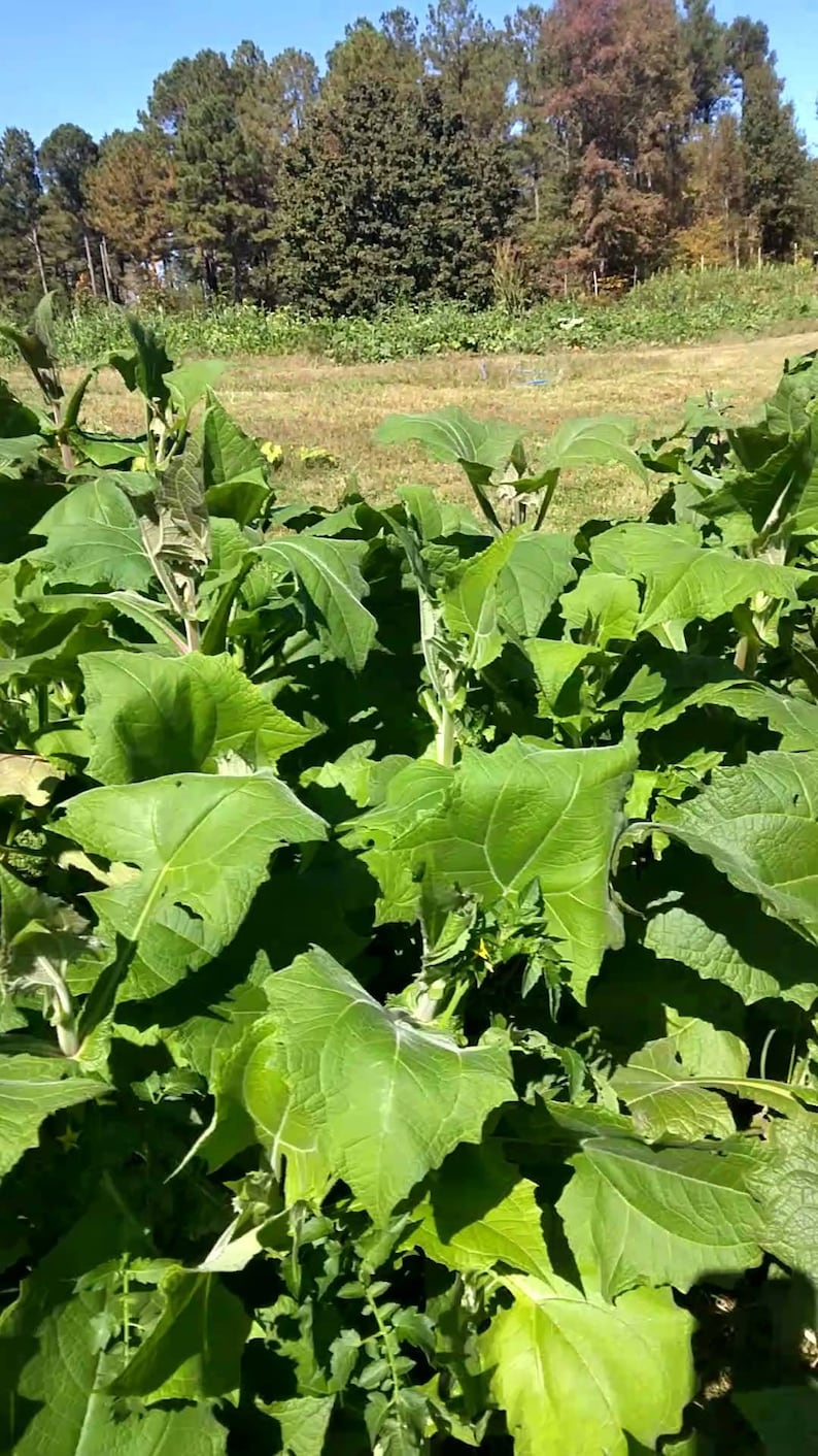 Yacon Corms Very Easy to Grow It Handles Drought, Heat and Lots of Rain ...