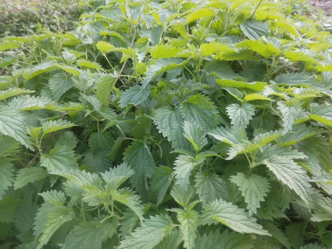 Stinging Nettle 4x4x4 Inch Solid Block of Nettle. This Clump - Etsy
