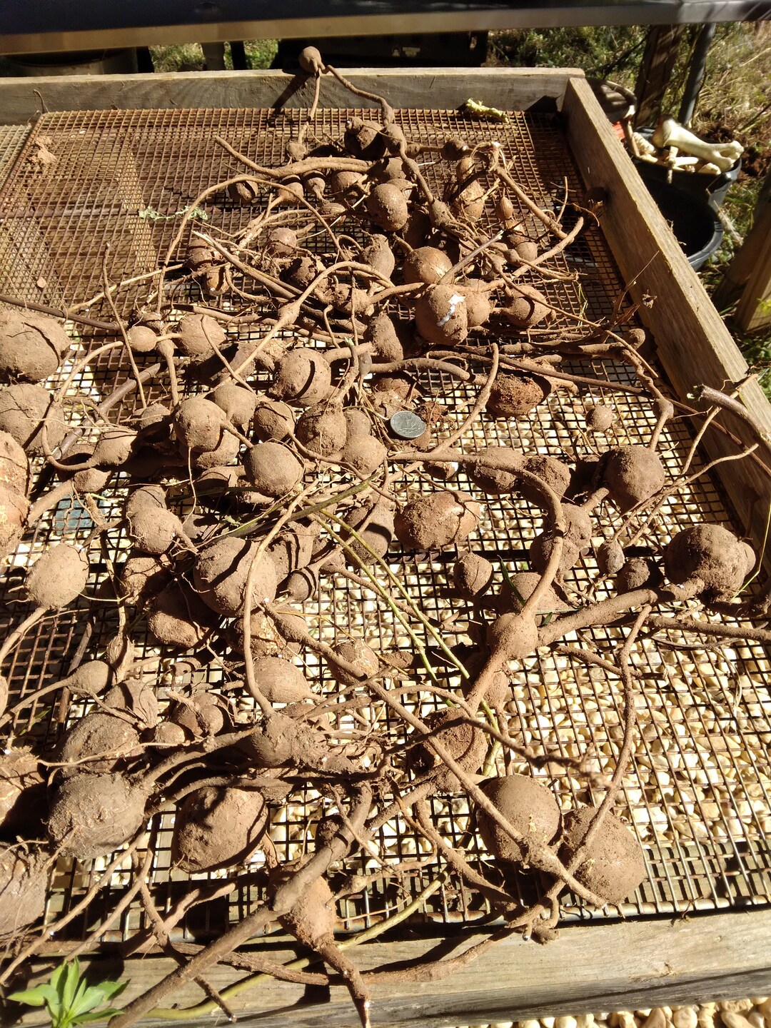 Apios Americana Tuber Survival Plant That Thrives in Most Conditions ...