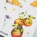 Oranges Sticker Sheet, Orange Stickers, Citrus Fruit Sticker, Journal ...