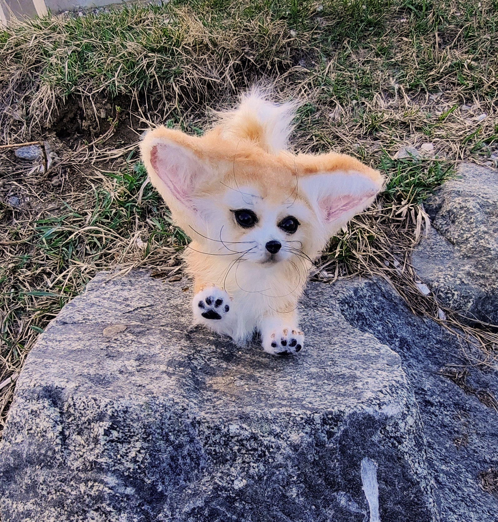 Fennec Fox Realistic Plush Poseable Art Doll - Etsy