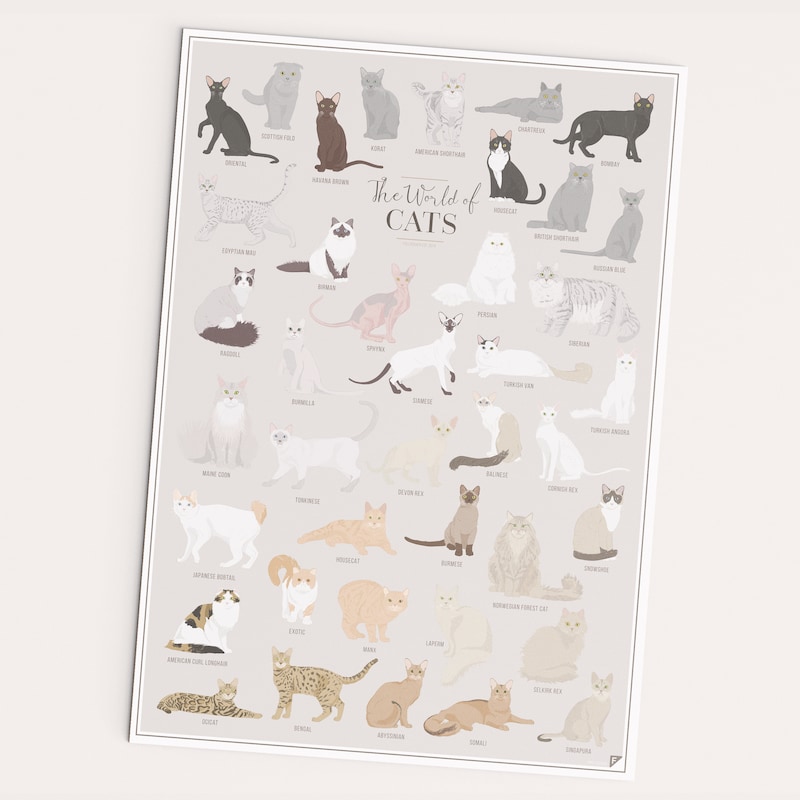 Cat Breeds Poster - Etsy