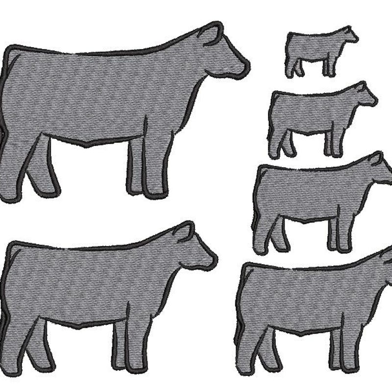 Baby Show Steer - Etsy