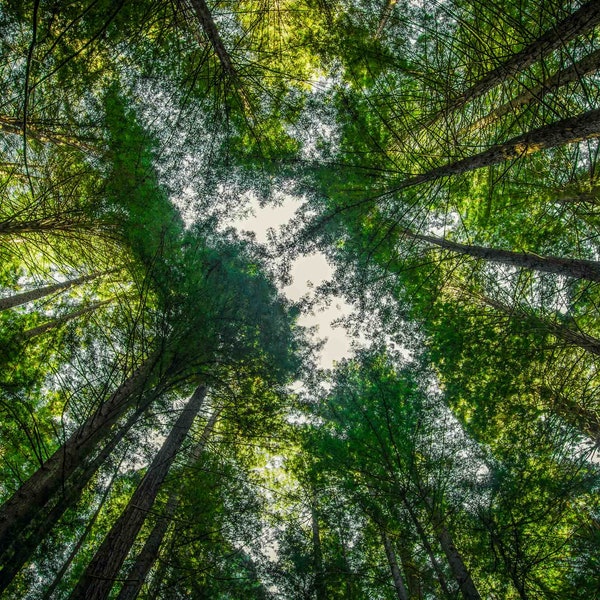 Tree Canopy - Etsy