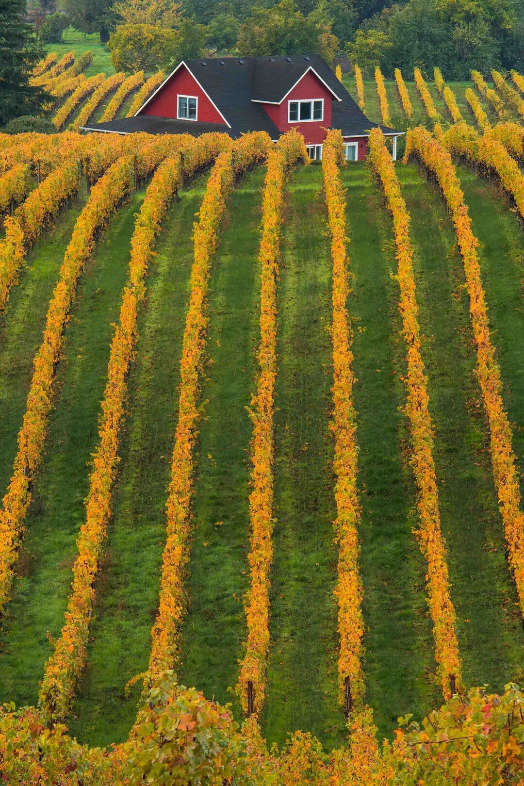 Red House in the Golden Vines - Etsy