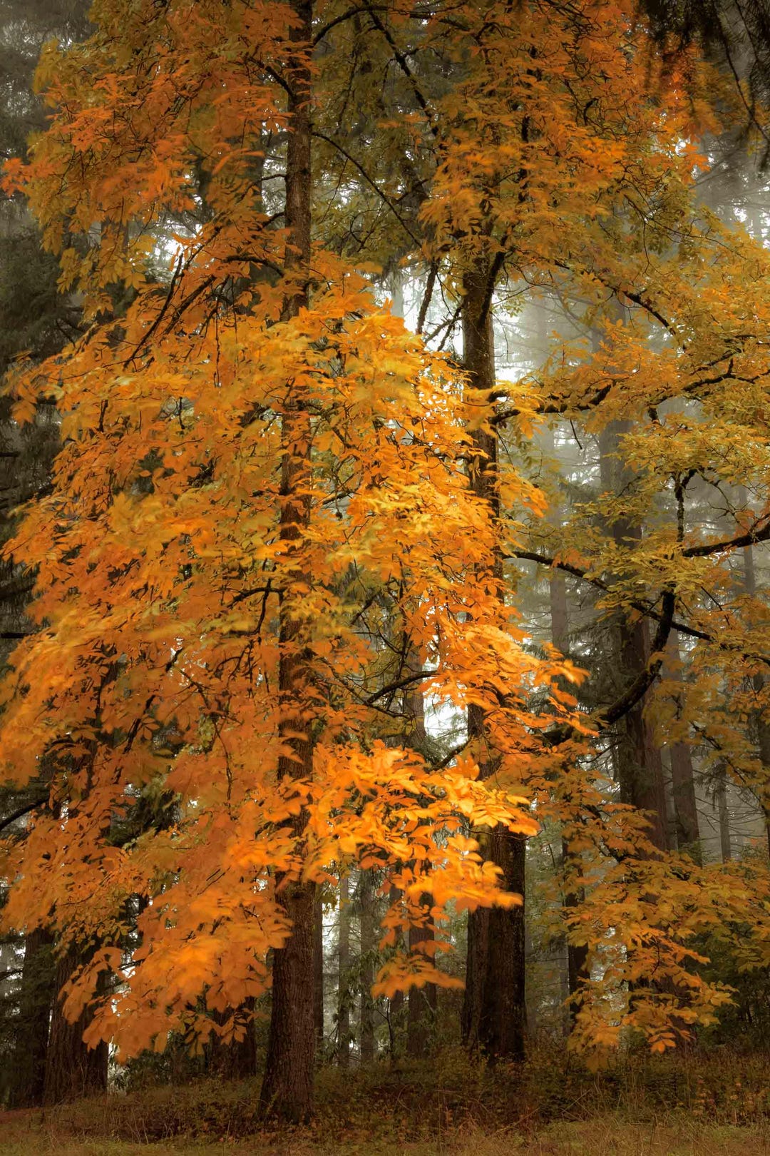 After the Autumn Rain - Etsy