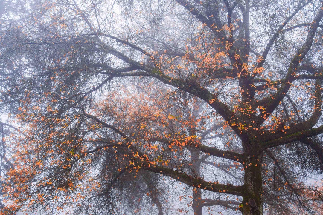 Branching Out - Etsy