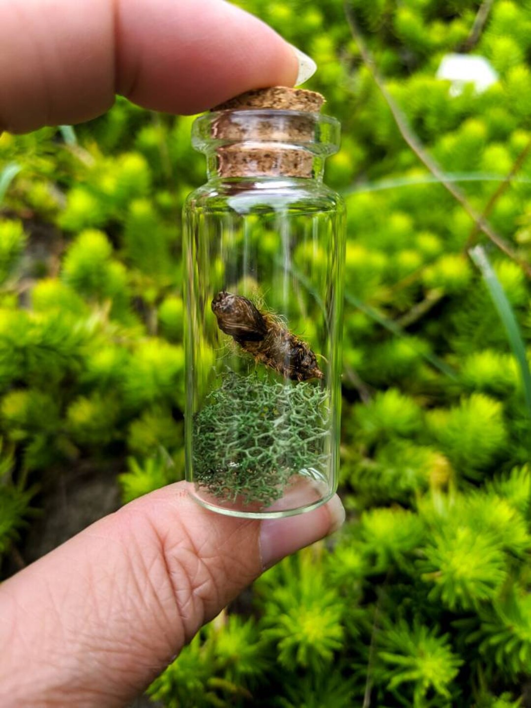 Carpenter Bee Pupae Skin Shed Display - Etsy