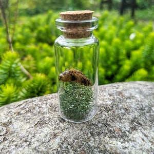 Carpenter Bee Pupae Skin Shed Display - Etsy